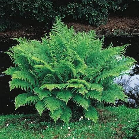 25 Stunning Fern Garden Ideas To Transform Your Shady Yard Into A Lush