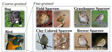 Examples Of Visual Classification For Coarse Grained Categories And