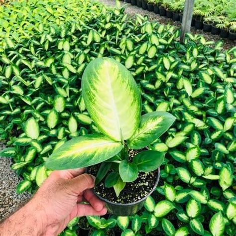 قیمت و خرید پک 4تایی دیفن کاملیا سایز 14 هزینه ارسال بصورت پس کرایه با