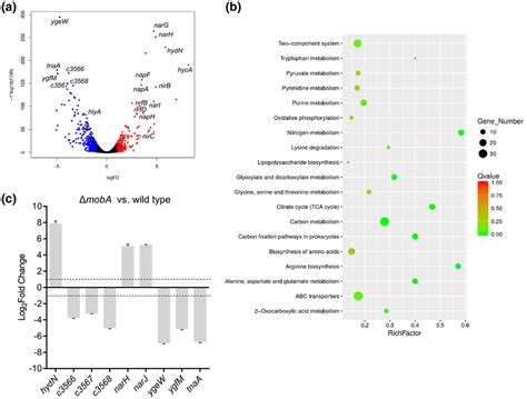 RNAseq Analysis Revealed Extensive Transcriptomic Changes Due To MobA Download Scientific