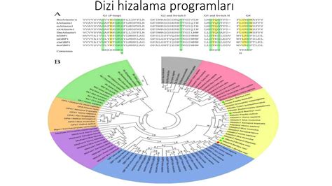 Bioinformatics 3 Sequenceanalysisyildiz Pptx
