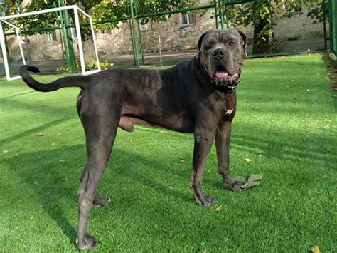 კანე კორსო