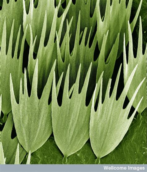 Tywkiwdbi Tai Wiki Widbee Moth Wing Scales