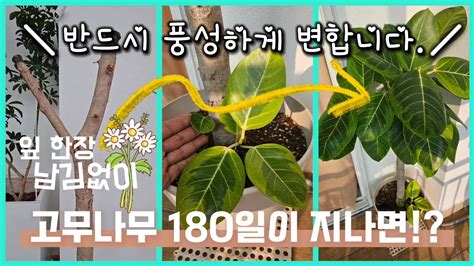 이렇게 한다면~ 우리집 뱅갈고무나무 반드시 변합니다 웃자라고 잎도없고 병충해도 있다면 고무나무키우기가지치기물주기수형잡기까지~ Youtube
