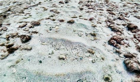 Definition Of A Benthic Monitoring Protocol For Nice Future Mpa Cosma