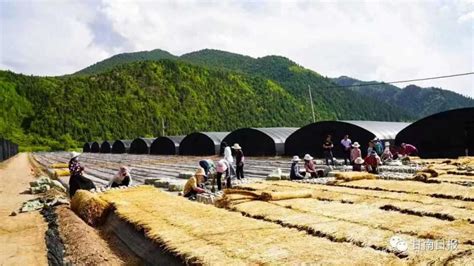 甘肃临潭县大力实施食用菌标准化种植基地建设项目 基地 图片新闻 图库 中国食用菌商务网