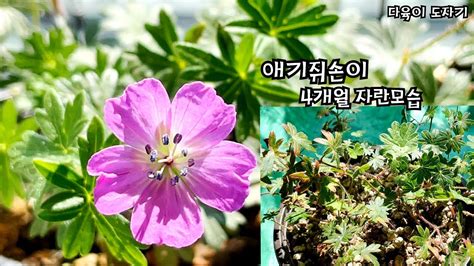 야생화 애기쥐손이키우기 애기쥐손이분갈이 흙배합 물주는시기 Youtube