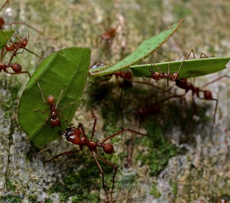 Leaf Cutter Ant Queen