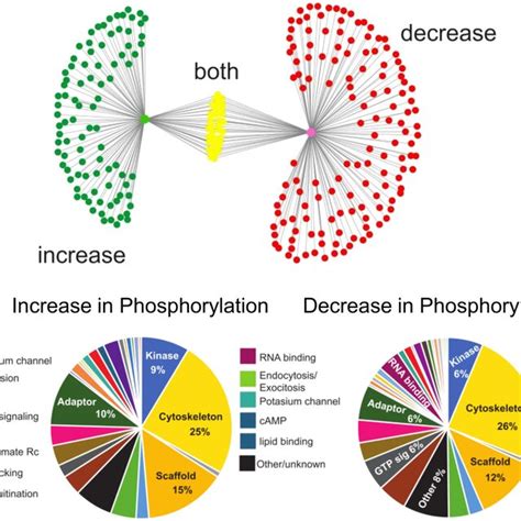 Functional Classification Of Psd Proteins With Phosphorylation Sites Download Scientific