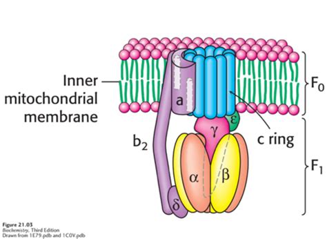 Bioc Metabolism Pathways Flashcards Quizlet