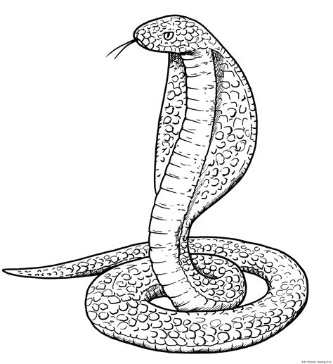 Cobra Snake Drawing Line Art Illustrations