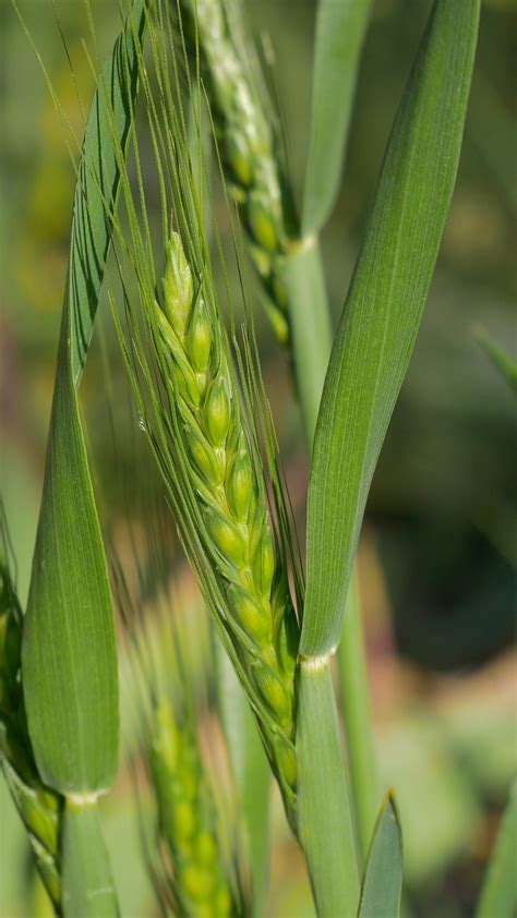 Kolos Wheat Green - Free photo on Pixabay - Pixabay