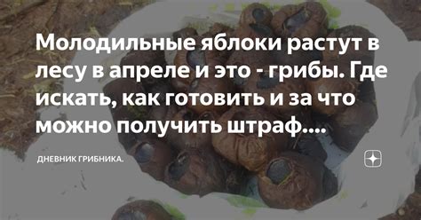 Молодильные яблоки растут в лесу в апреле и это грибы Где искать как готовить и за что можно