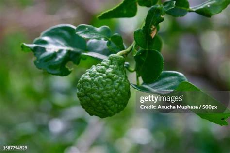 Green Bumpy Fruit Photos And Premium High Res Pictures Getty Images