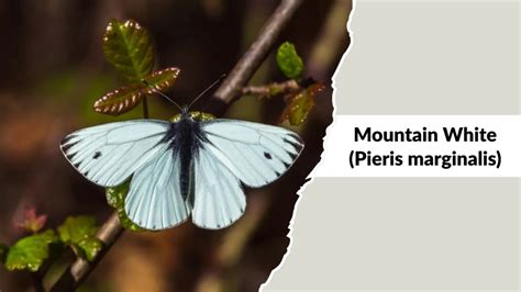 25 Types Of White Butterflies Identification With Picture