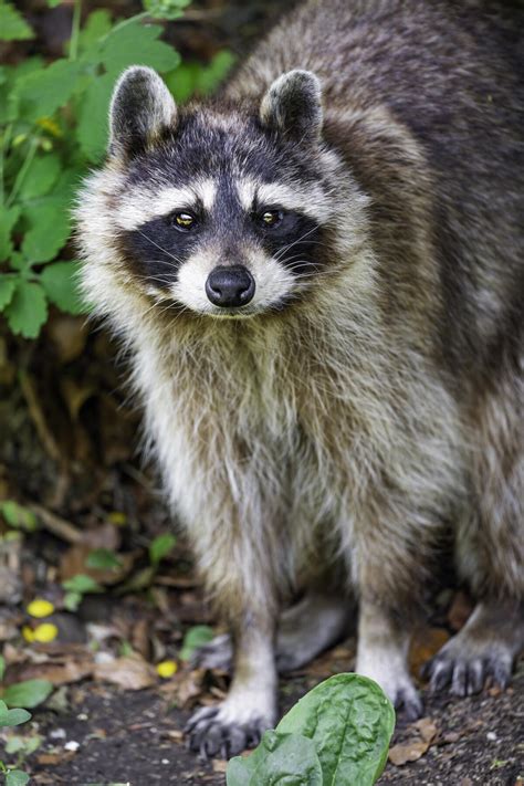 Енот смотрит в камеру · бесплатная фотография от Godlike картинки и обои на рабочий стол