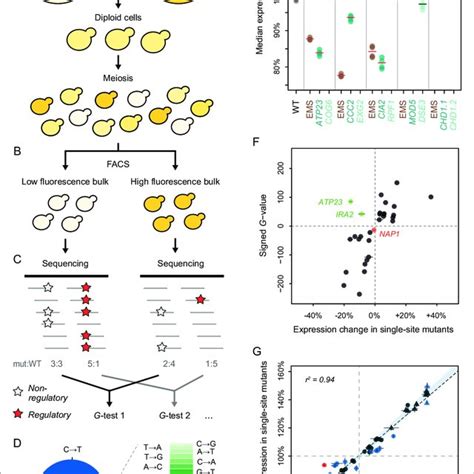 Genetic Mapping And Functional Testing Of Trans Regulatory Mutations Download Scientific