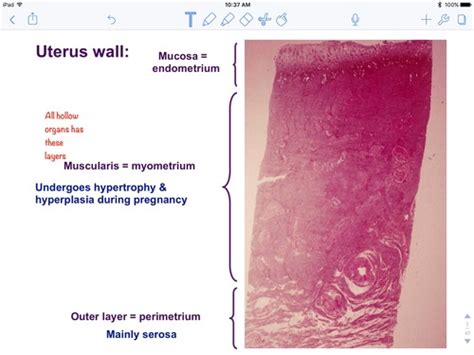 Myometrium Layers