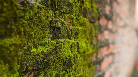 7 Cara Menghilangkan Lumut Di Tembok Rumah