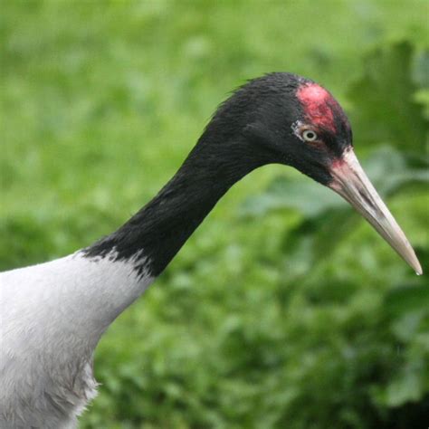 Various Cranes