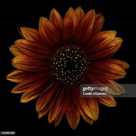 Sunflower Isolated On Black Photos And Premium High Res Pictures