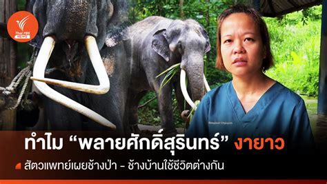 ไขคำตอบ ทำไม พลายศักดิ์สุรินทร์ งายาว Thai Pbs News ข่าวไทยพีบีเอส