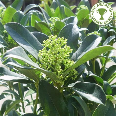 Skimmia Japonica Rubella Evergreen Shrubs Ornamental Trees
