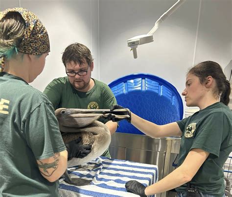 Awareness Factor In Rising Number Of Injured Animals Admitted To Orange