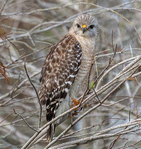 Red Shouldered Raptor Wild View