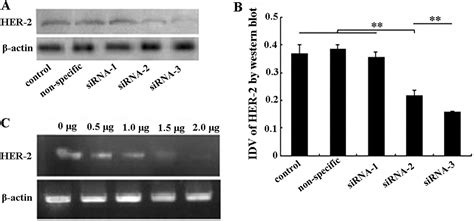 Suppression Of HER Via SiRNA Interference Promotes Apoptosis And Decreases Metastatic