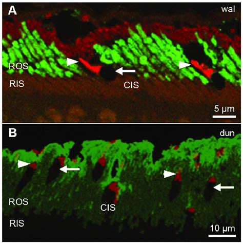 Photoreceptor Outer Segments Immunolabeled With Fluorescent Secondary Download Scientific