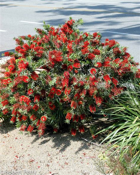 Dwarf Bottlebrush Waterwise Garden Planner
