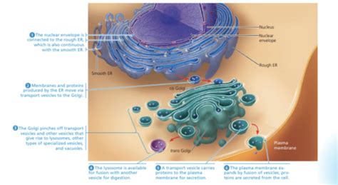 Bio Lecture 5 Cell Structure Flashcards Quizlet