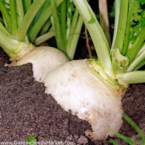 순무 눈금 종자 브라 시카 Rapa 2500 종자 Brassica Rapa Subsp Rapa 씨앗 Garden Seeds Market 무료 배송