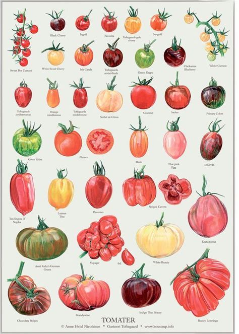 Cherry Tomato Varieties Chart Educational Chart Resources