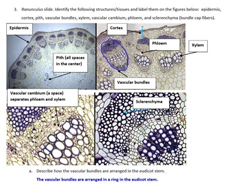 Solved Ranunculus Slide Identify The Following Structures Tissues And Label Them On The