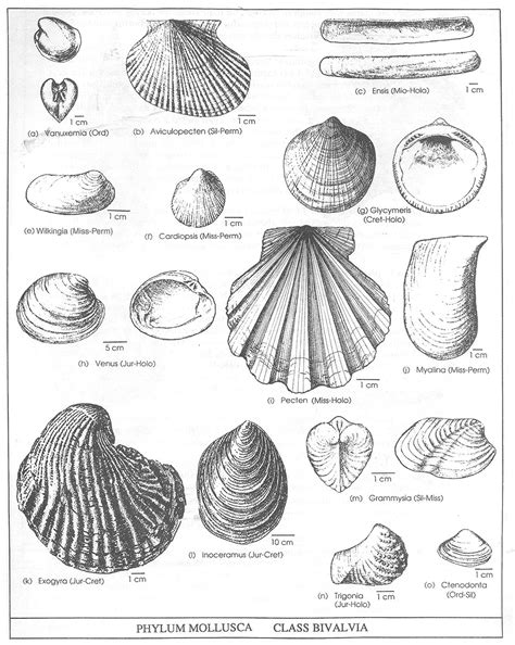 Shell Fossils Identification