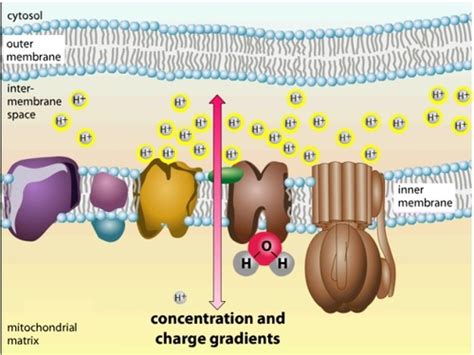 Lecture 18 Proton Diffusion And Atp Synthesis Flashcards Quizlet