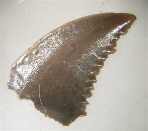 Troodontid Dinosaur Tooth