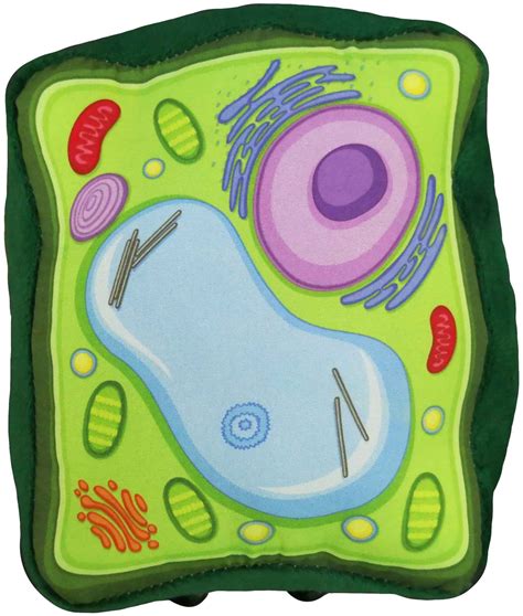 Plant Cell Not Labeled