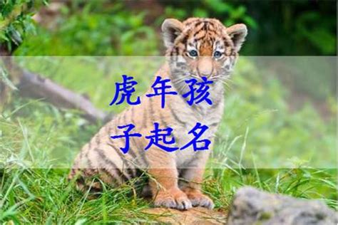 跟老虎有关的小名 萌萌哒小老虎名字 属虎最吉利的小名 大山谷图库