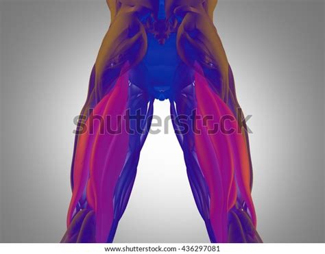 Hamstring Muscle Group Human Anatomy Muscle Stock Illustration 436297081 Shutterstock