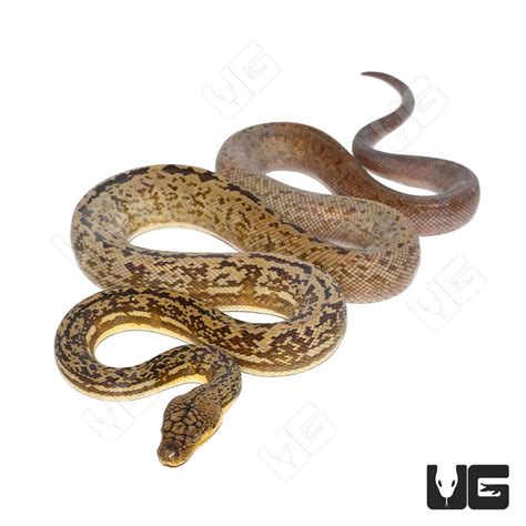 Pythons For Sale Underground Reptiles