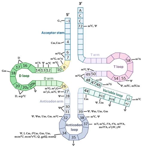 The Repertoire Of Rna Modifications Orchestrates A Plethora Of Cellular