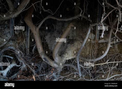 The Roots Of Different Trees And Bushes Intertwined Underground On The Seashore Stock Photo Alamy