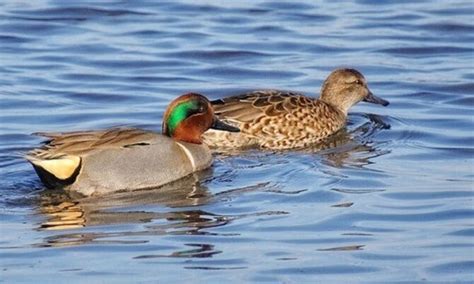 Teal Duck