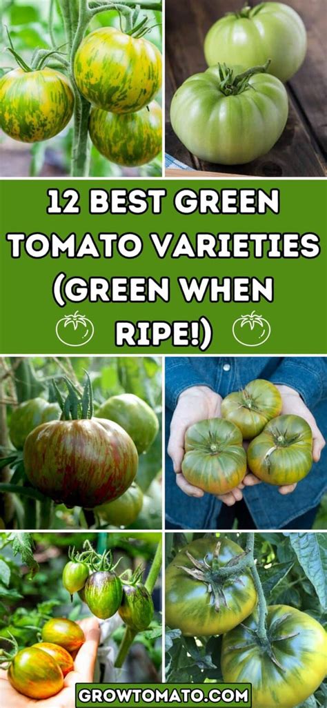 12 Best Green Tomato Varieties Green When Ripe Tomato Garden