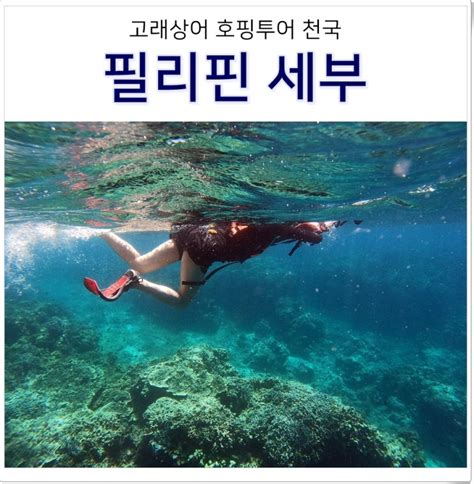 세부 오슬롭 고래상어 모알보알 호핑 투어 패키지 후기 네이버 블로그