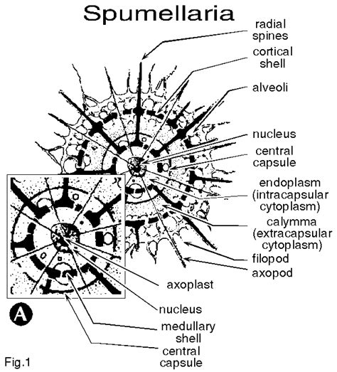 Diagram Annotated Diagram Of Diverse Radiolarians Mydiagramonline