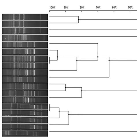 Dendrogram Showing The Genetic Similarities Between Lab Isolates Based